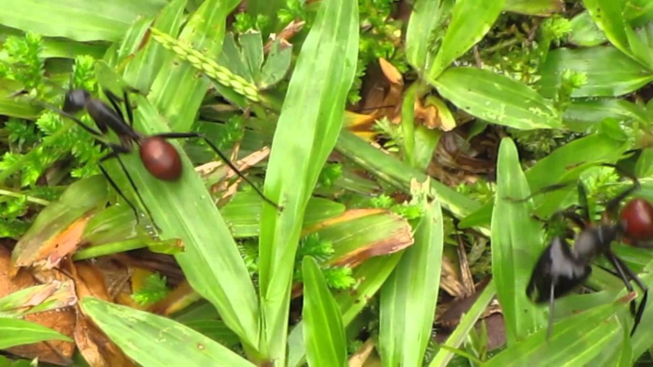 Giant Forest Ants (Camponotus gigas)-Singapore - YouTube
