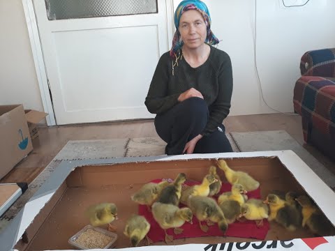 Sabırsızlıkla Beklediğiniz, Kaz Yavruları Çıktı.Yani Viviler 😂🐣🦢