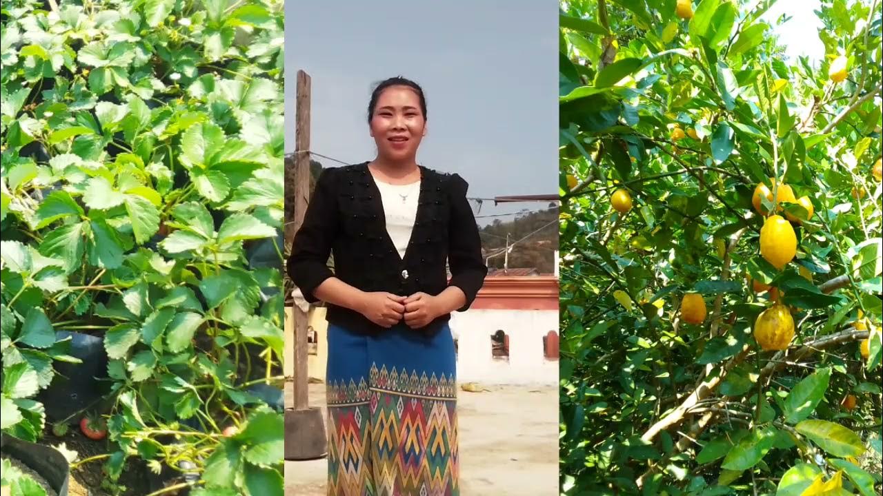 huab sib yaj hais kwv txhiaj kho siab 29/4/2023 - YouTube