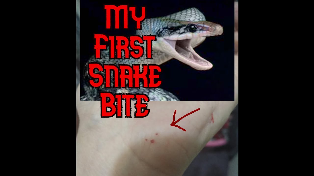 MY FIRST SNAKE BITE!! Snake Bites Itself Too!! - YouTube