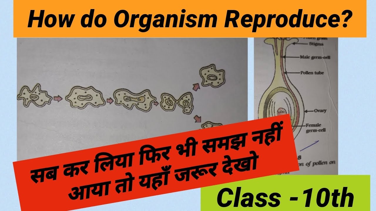 How do Organism Reproduce?, Introduction (part -1),class- 10th ,2023 ...