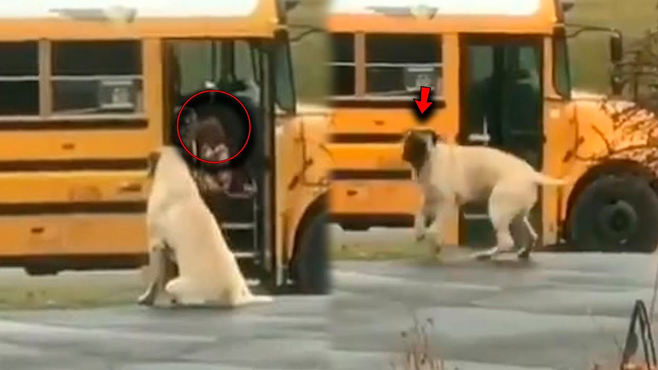 An Obscenely Huge Dog was Chasing the Girl, it Looked Creepy - YouTube