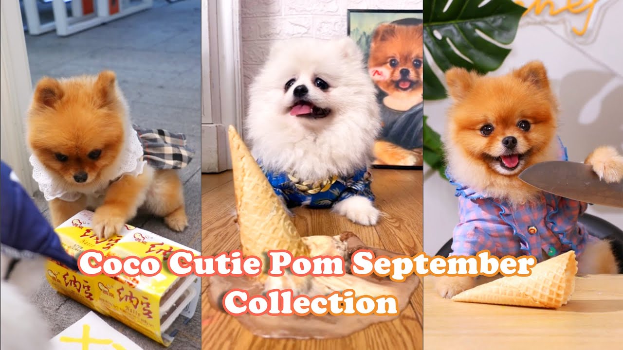 Interesting moments of cute Coco🪄🪄🪄#chefcoco #coco #dog #cute - YouTube