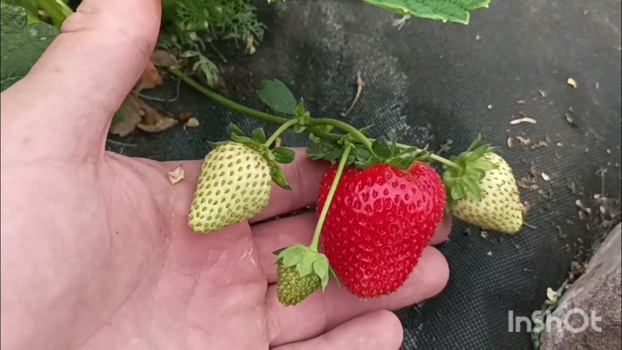Клубника Малга рабочий НСД сорт - YouTube