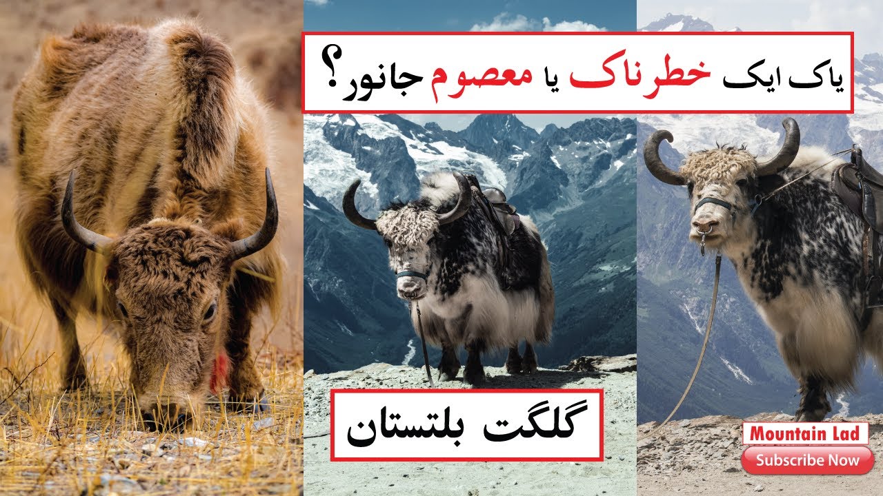 HUNZA VALLEY - Caring for yaks in the harsh mountains | True love with ...