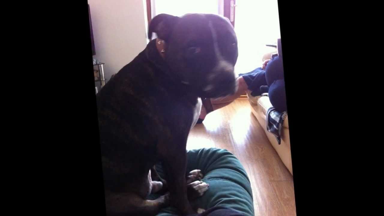 tyler the dog - YouTube