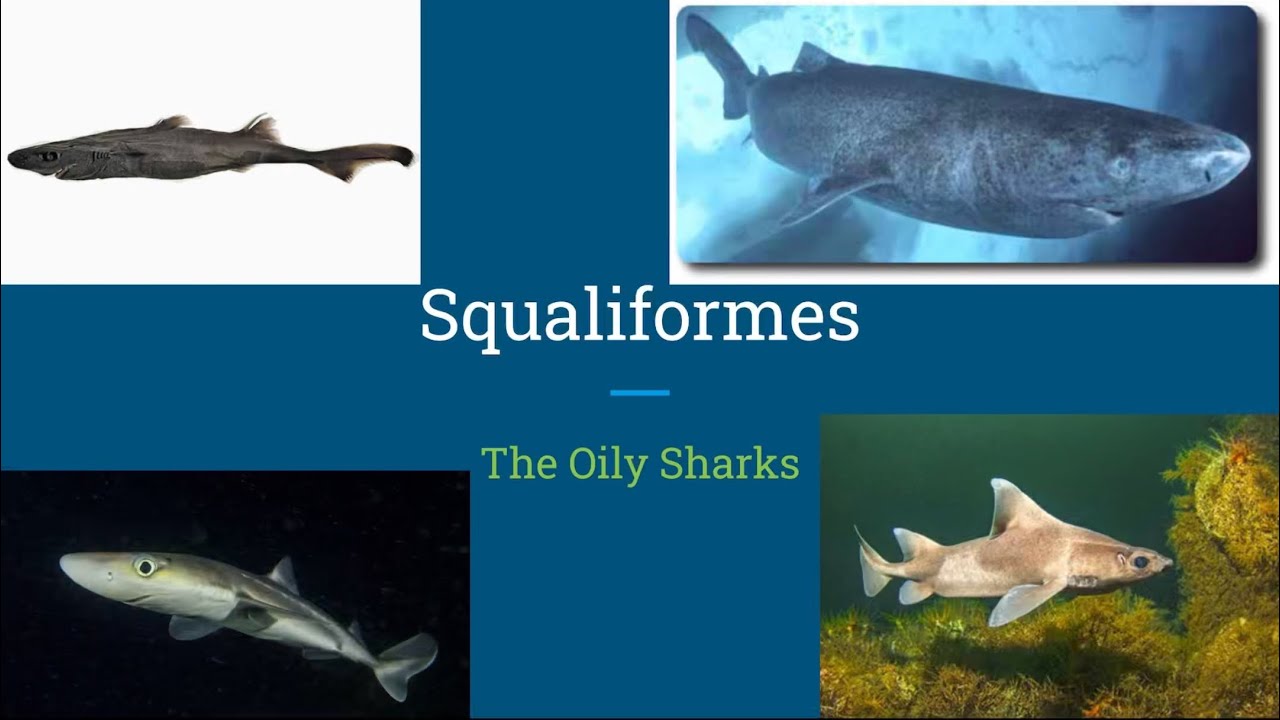 Shark Lore (Episode 5) Squaliformes: The Oily Sharks - YouTube