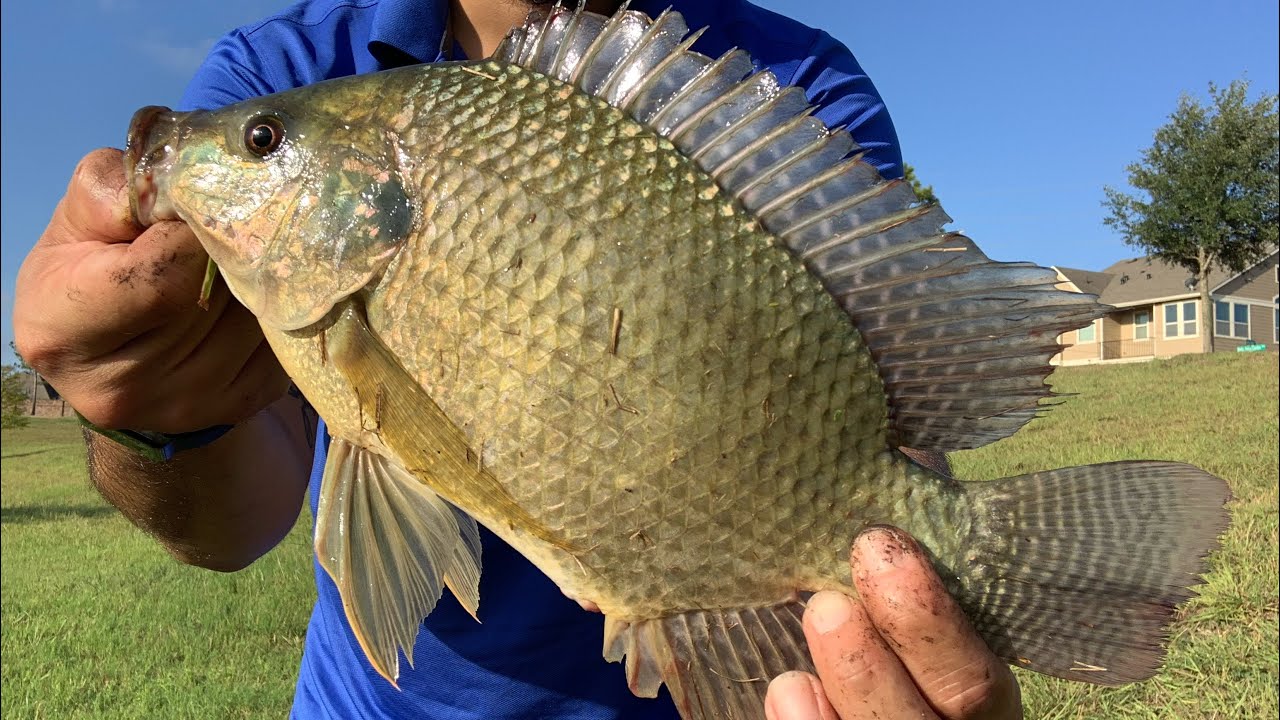 This is why you should use WORMS when fishing - YouTube