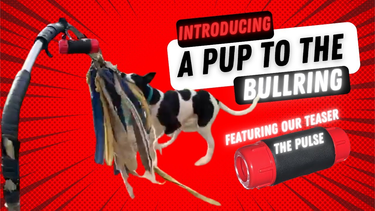 Introducing A Pup To The Bullring - Greyhound Training - YouTube