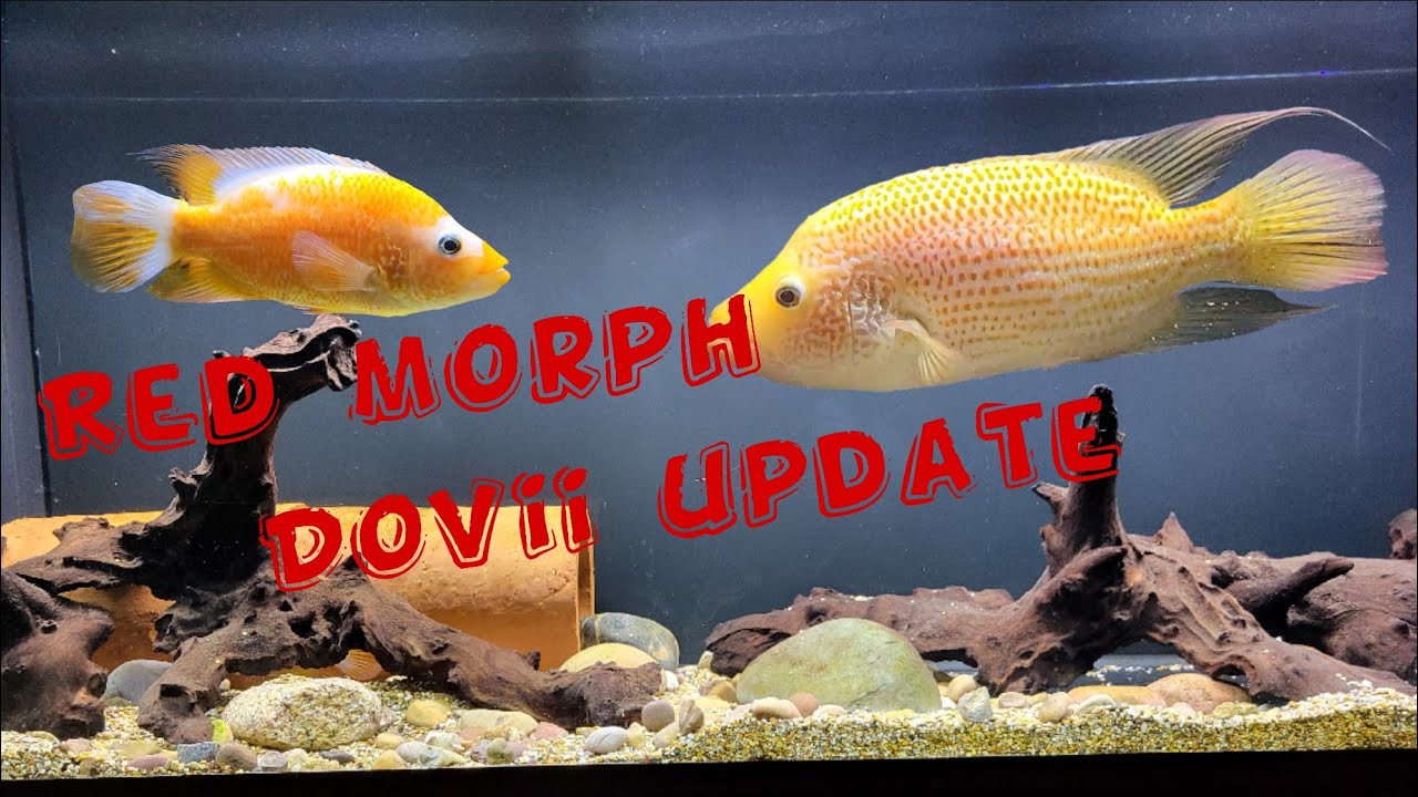 Red morph Dovii update. Red wolf cichlid. - YouTube