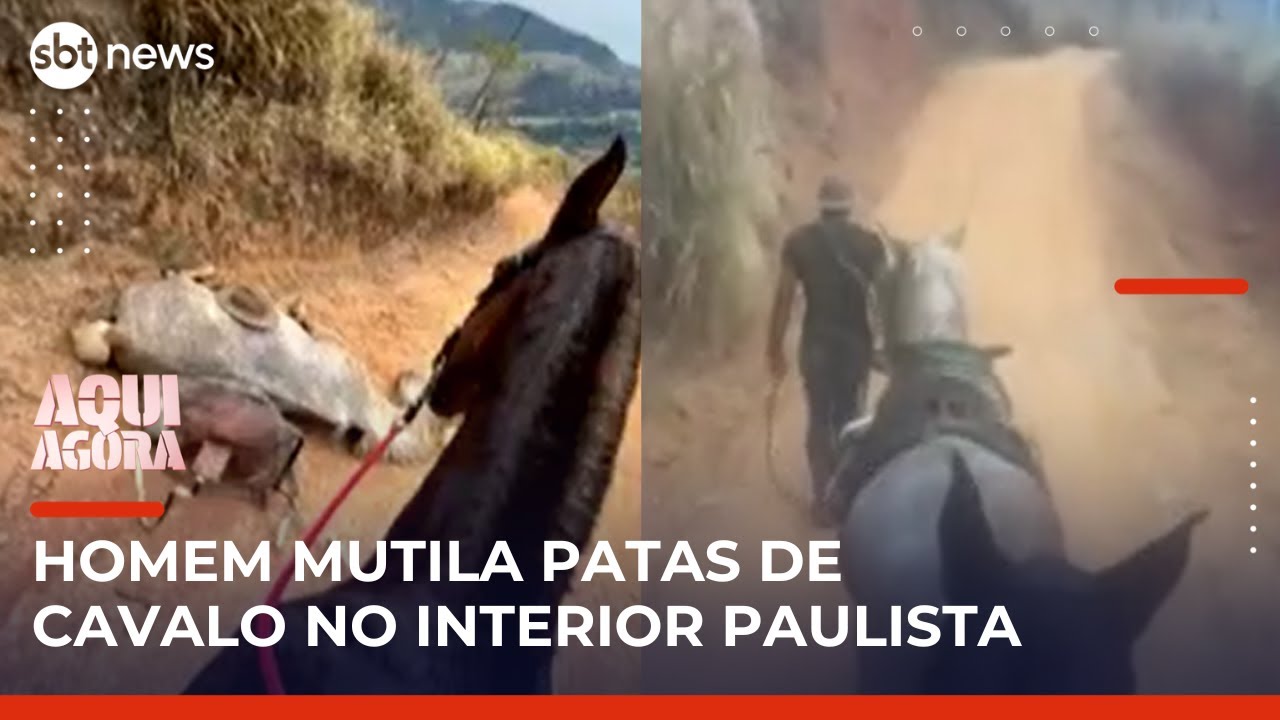 Polícia investiga denúncia de maus-tratos contra cavalo mutilado em ...