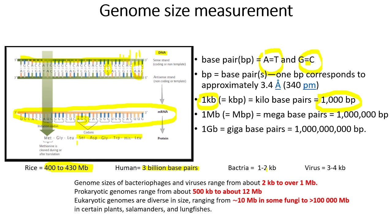 ABT 301 How to measure the Genome size of the living organism by Dr.S ...