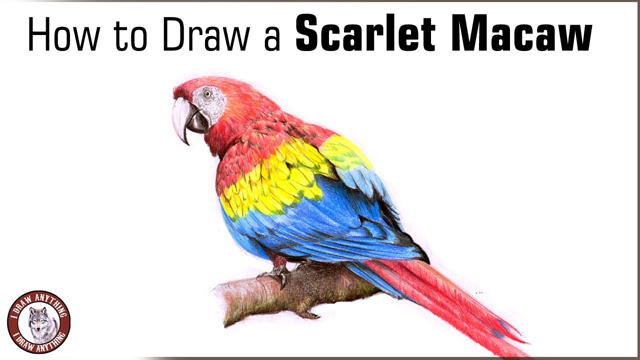 How to Draw a Scarlet Macaw - Colored Pencil Drawing #coloredpencilart ...