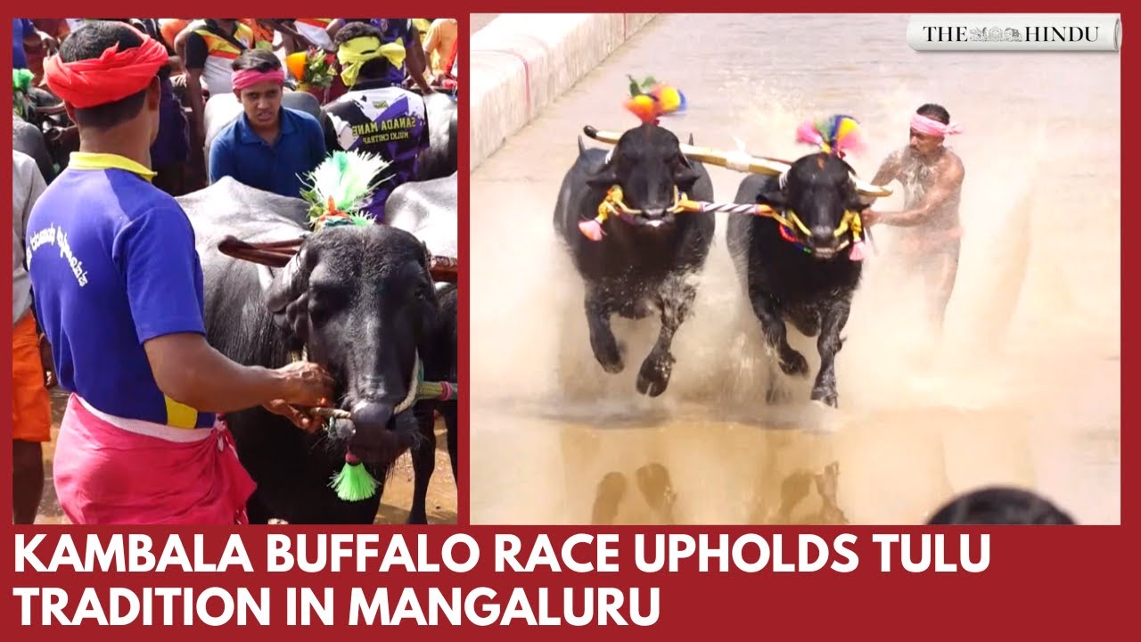 Traditional Kambala Buffalo Race Celebrates Tulu Heritage in Mangaluru ...