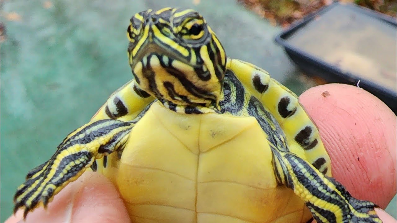 Baby turtles - YouTube