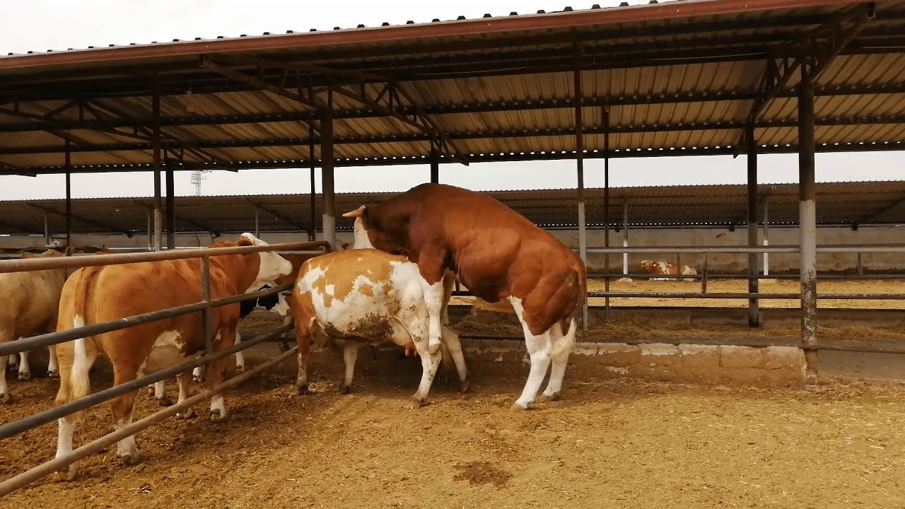 Bulls And Cows Mating