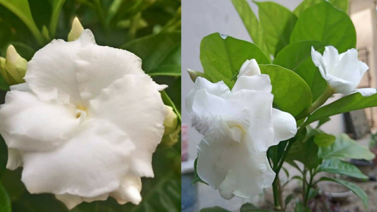 डबल चांदनी का पौधा गमले में कैसे लगाएं | Double Chandani plant ...