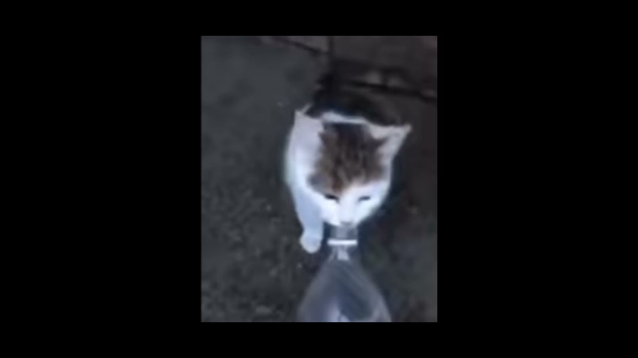 funny water bottle cat meme - YouTube
