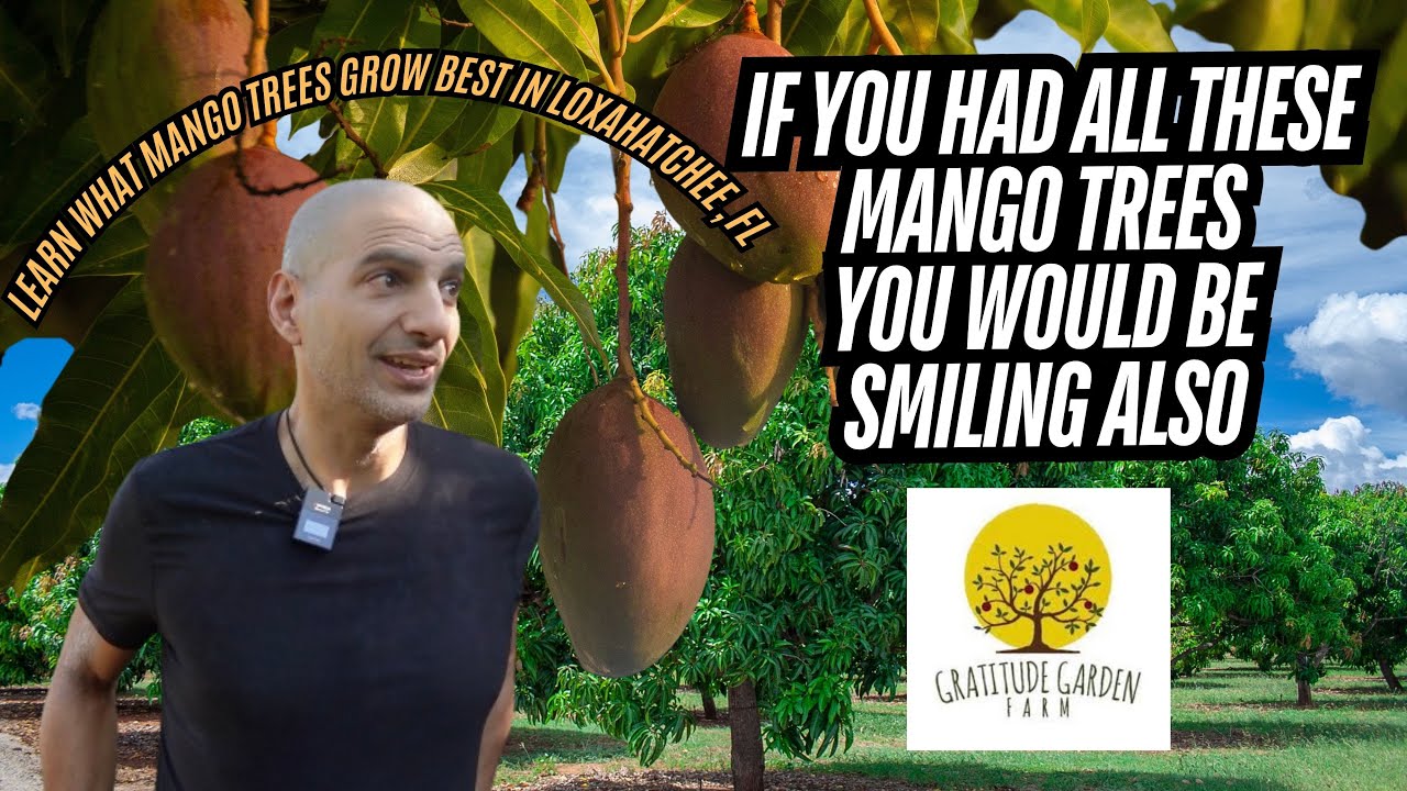 Mango Tree Updates at Gratitude Garden Farm: Spacing & Pruning Tips ...