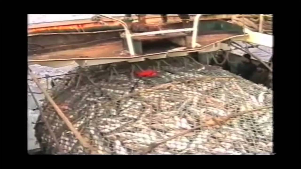 TUTORIAL PESCA DE ARRASTRE - YouTube