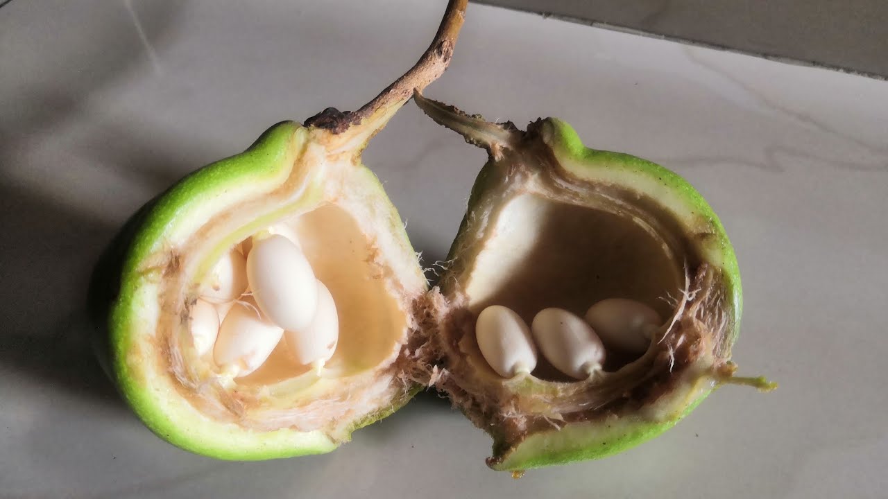 Mystery Fruit‌ - YouTube