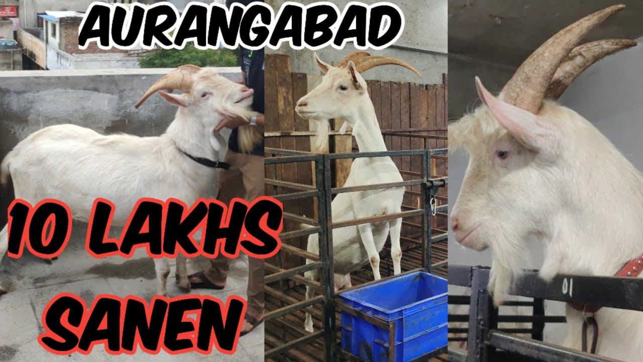 pure quality imported sanen goats available in Aurangabad at KD goat ...