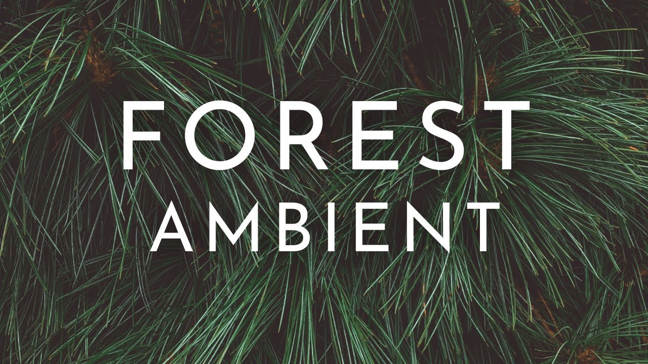 Forest Ambient | Meditation Ambient Nature Study Music | Planet Biome ...