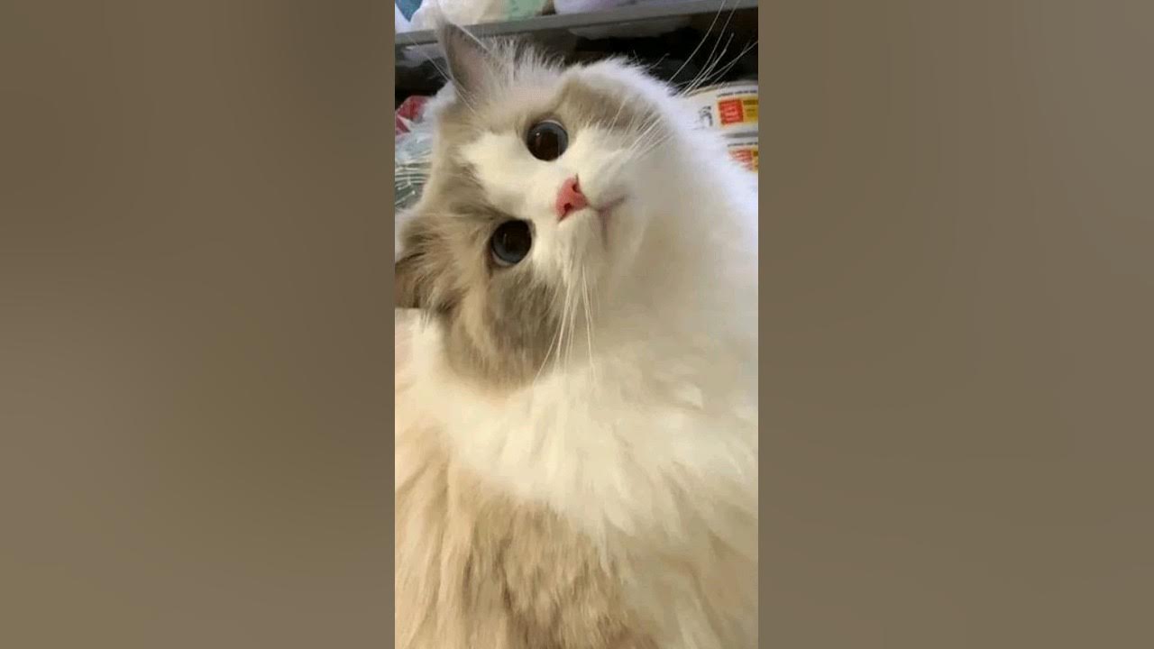 Gatinhos de olhar manhoso, lindos e sedutor. - YouTube