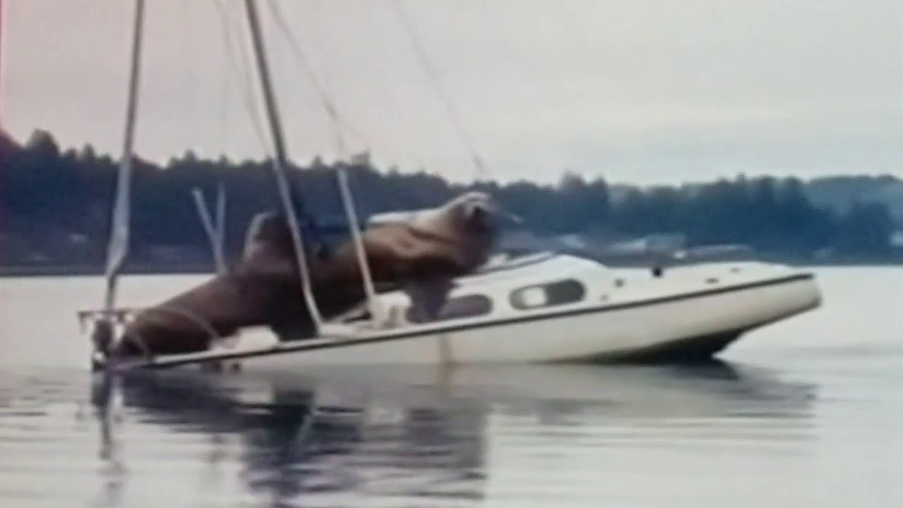 Seals Sink Sailboat - YouTube