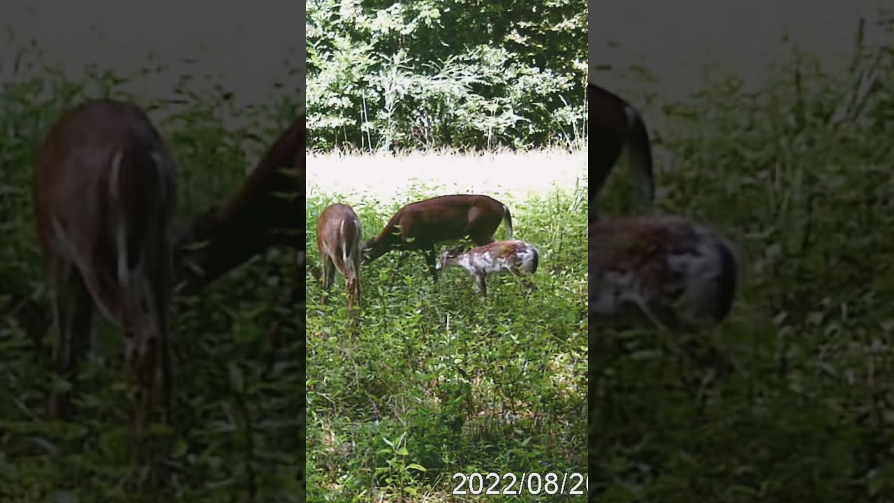 Rare piebald white tail deer - YouTube