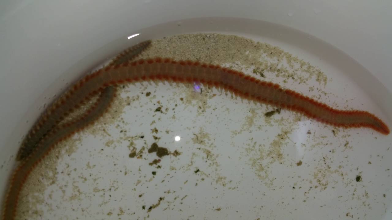 Bristle Worms Removal - Biocube 29 (06/03/16) - YouTube