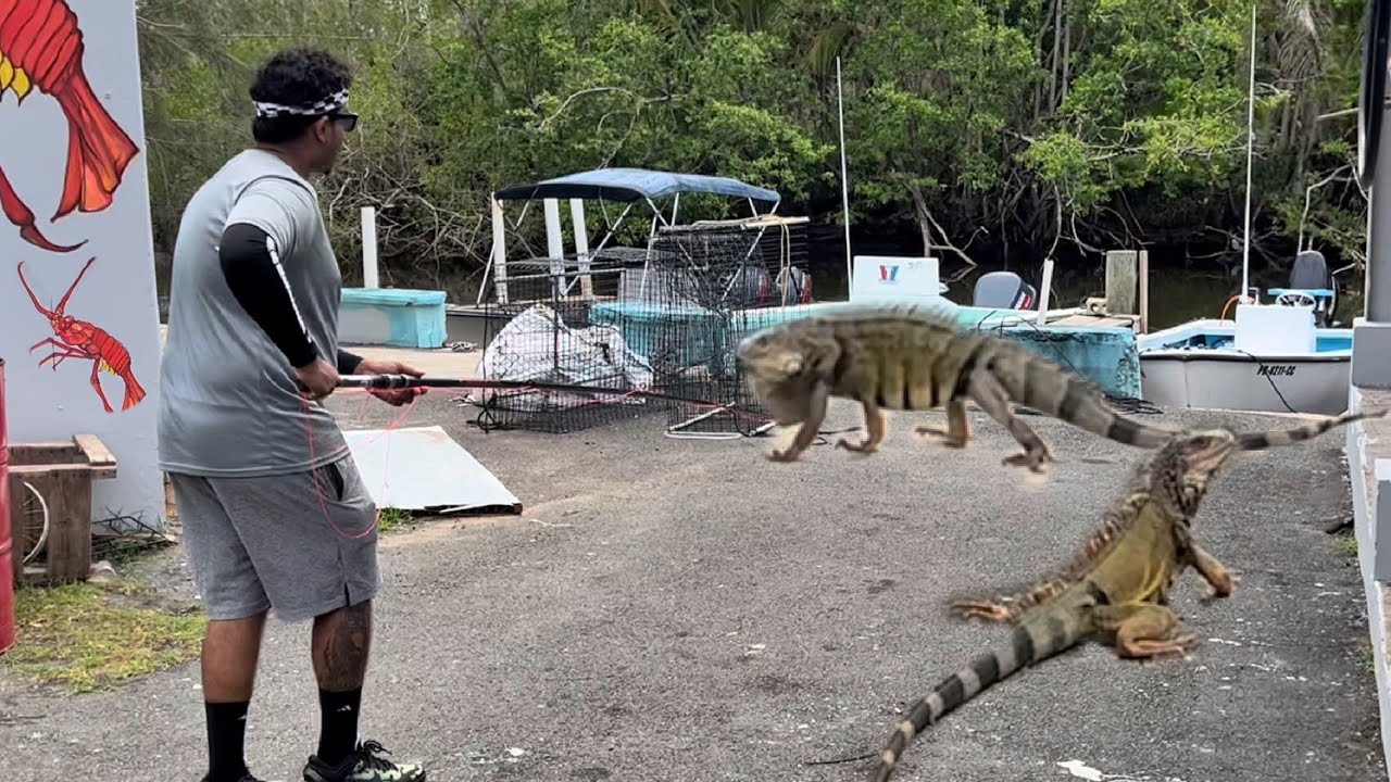 Alpha iguanas Fight for Fishing Marina in Puerto Rico .Then This ...