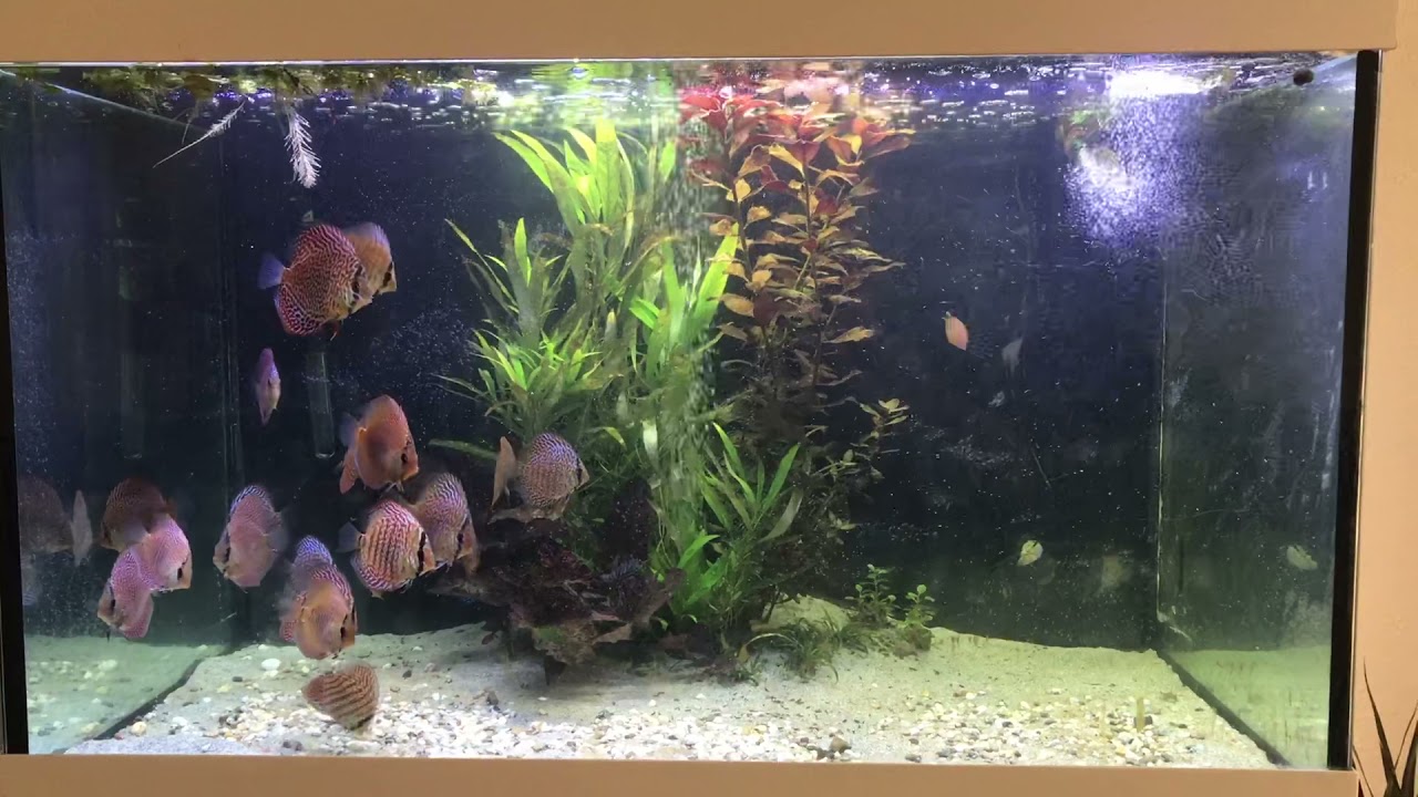 Discus German Wonder Showtank - YouTube