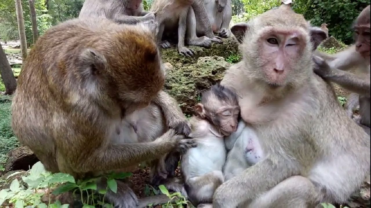 Give Me Your Baby Monkey! Impossible ST503 Mono Monkey - YouTube