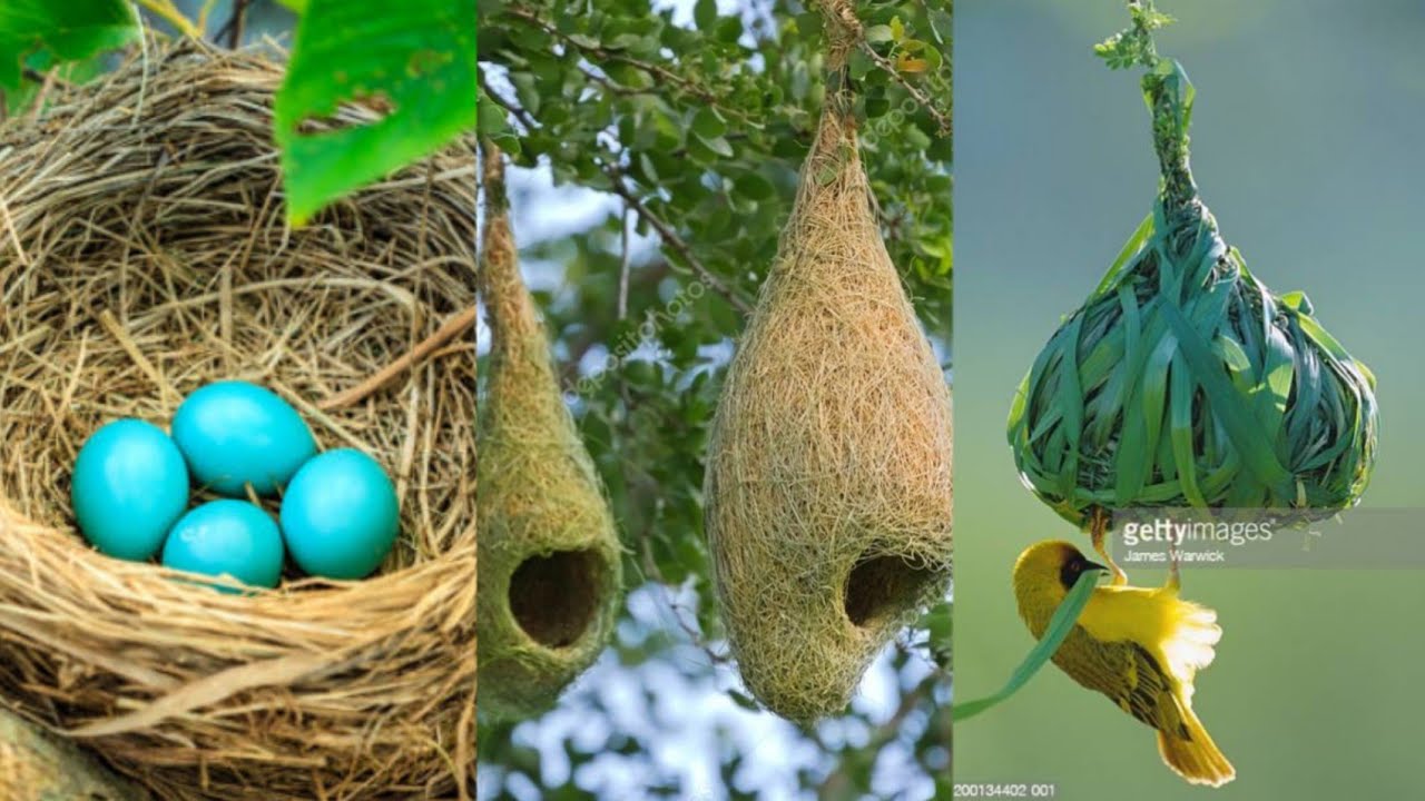 Most beautiful birds nest #birds - YouTube