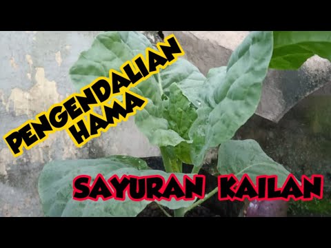 CARA PEMUPUKAN DAN PENGENDALIAN HAMA DI SAYURAN KAILAN... - YouTube