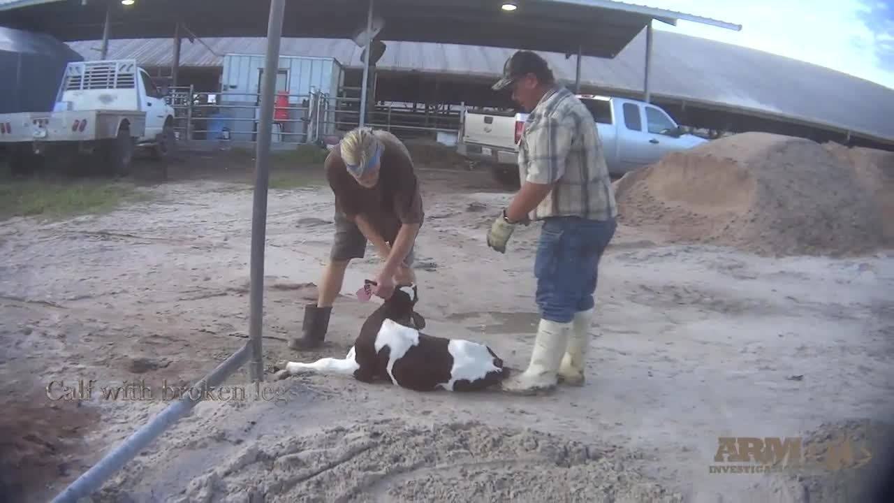 Video shows apparent animal abuse at Davie Dairy Farm - YouTube