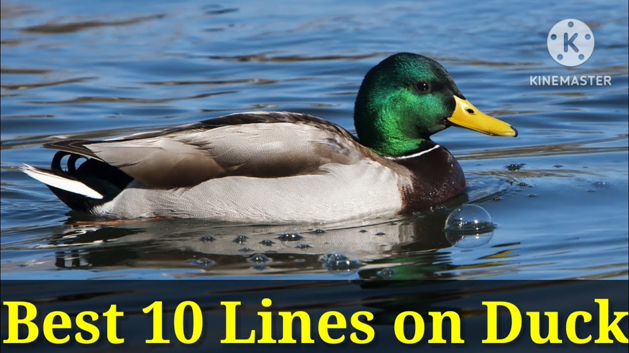 Duck/Best 10 Lines on Duck/Essay on Duck in English/Few Lines on Duck/# ...