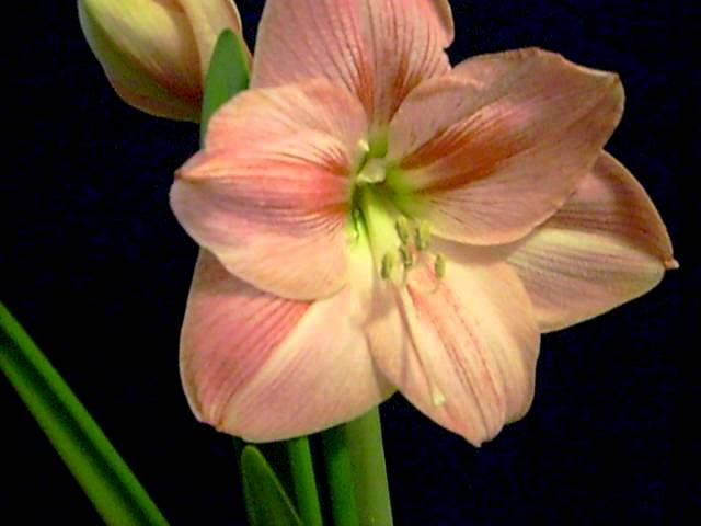 Novia Ruborizada Amaryllis Amaryllis Verblüht! Was Tun? Mein