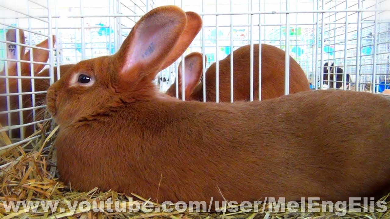 Lapin Fauve de Bourgogne - Burgunder Kaninchen - Rabbit - YouTube