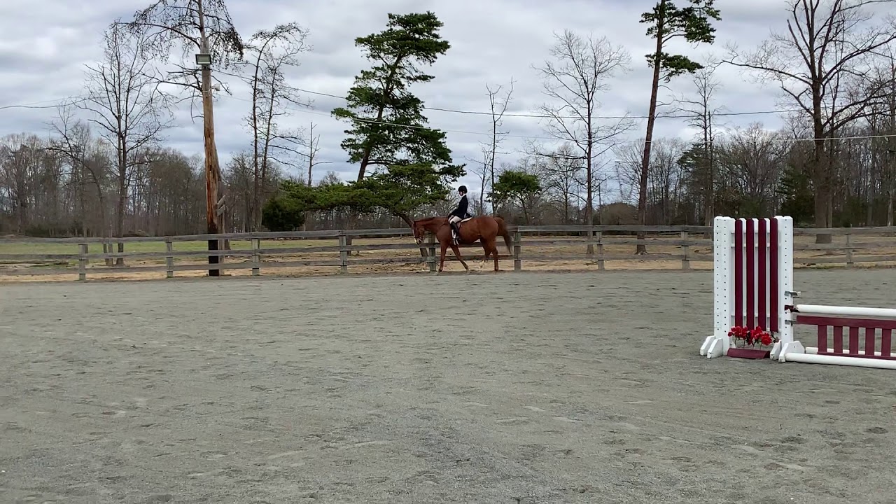 Flat class novice horse hunter - YouTube