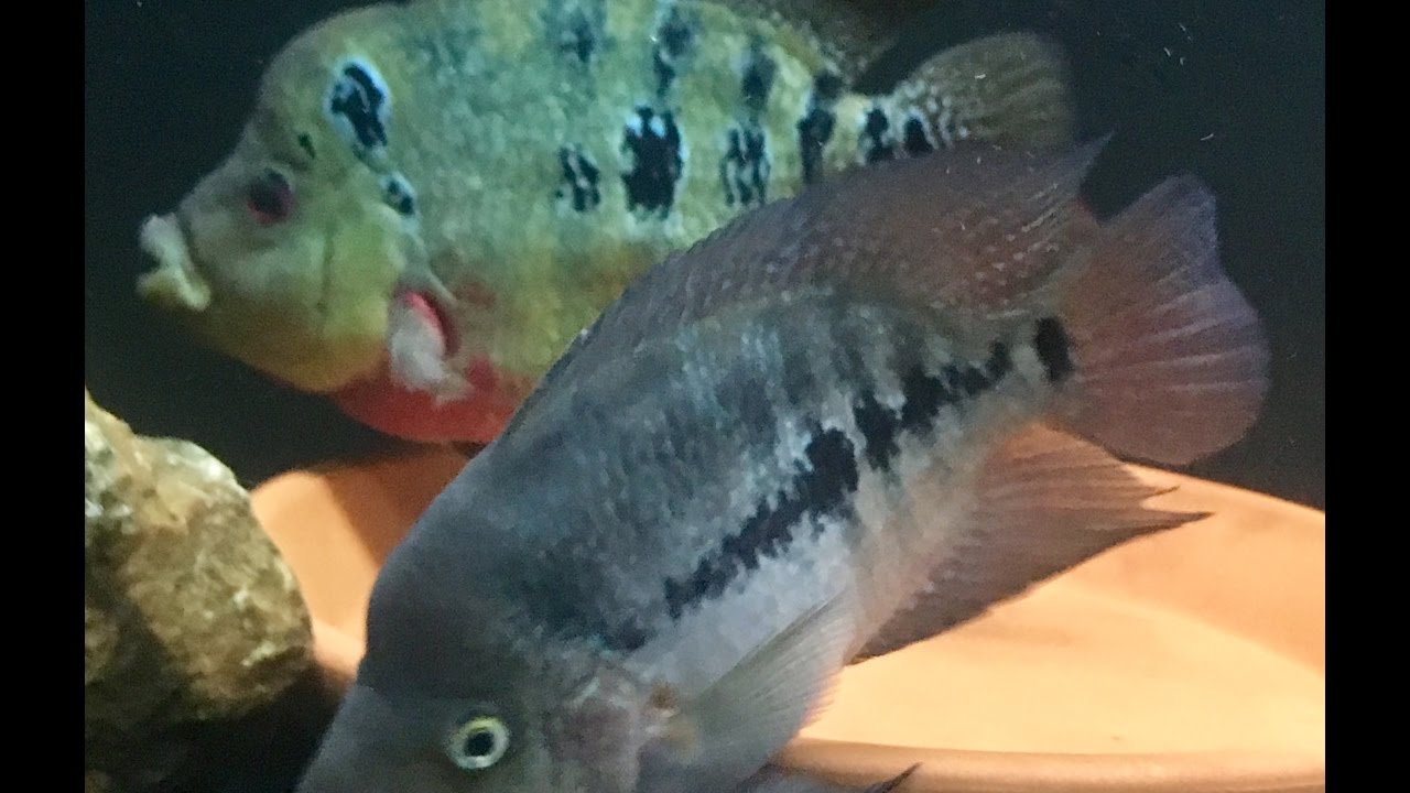 Flowerhorn Hybrids mating pair - YouTube