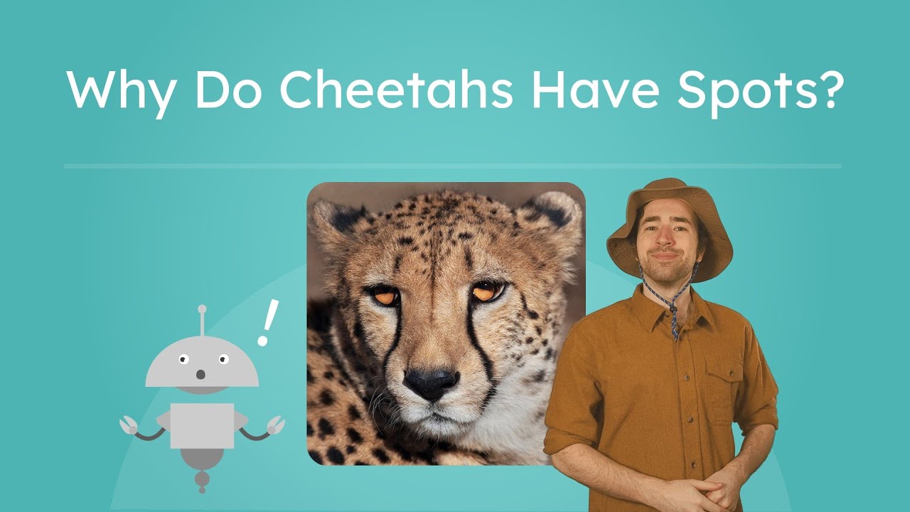 Why Do Cheetahs Have Spots? - Camouflage and Big Cats - YouTube