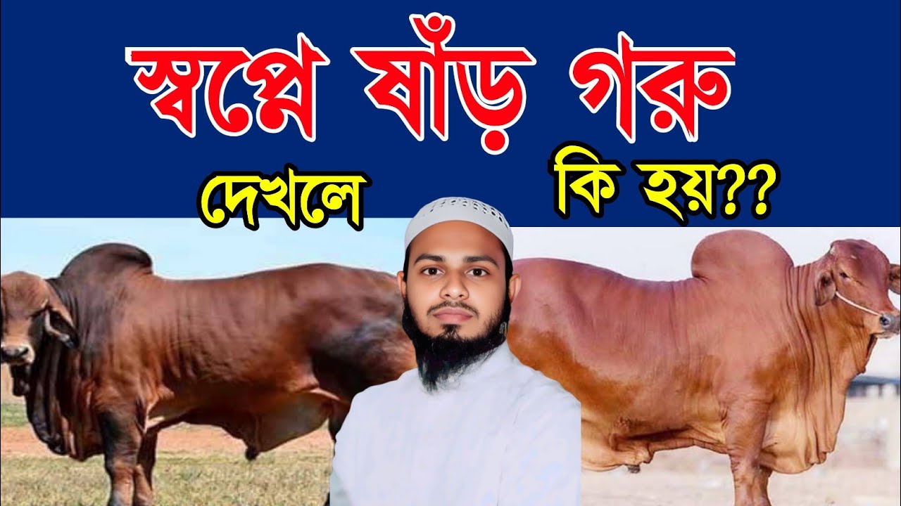 স্বপ্নে ষাঁড় গরু দেখলে কি হয়? | shopne shar goru dekhle ki hoy | গরু ...