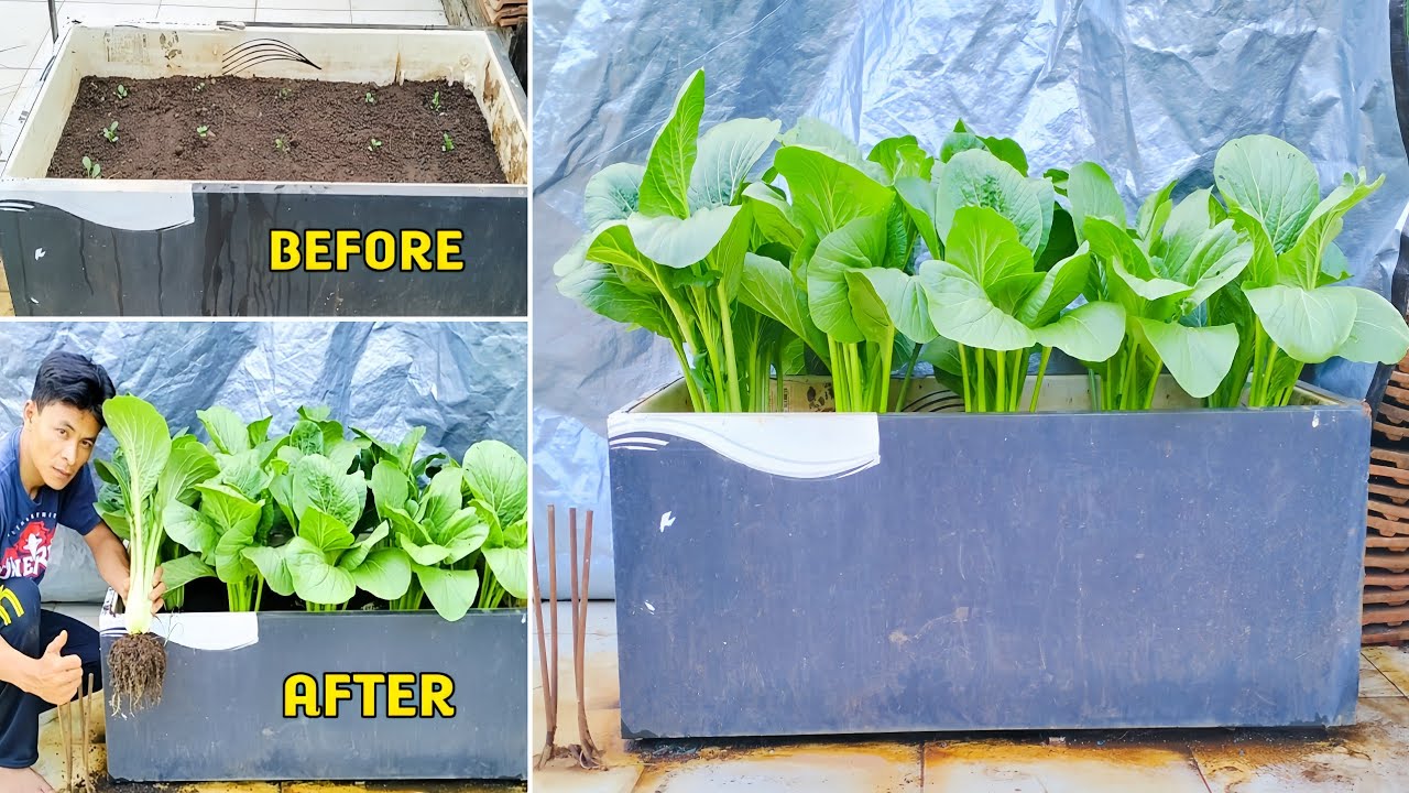 Cara Menanam Sawi Hijau Dalam Box Plastik Agar Tumbuh Subur dari semai ...