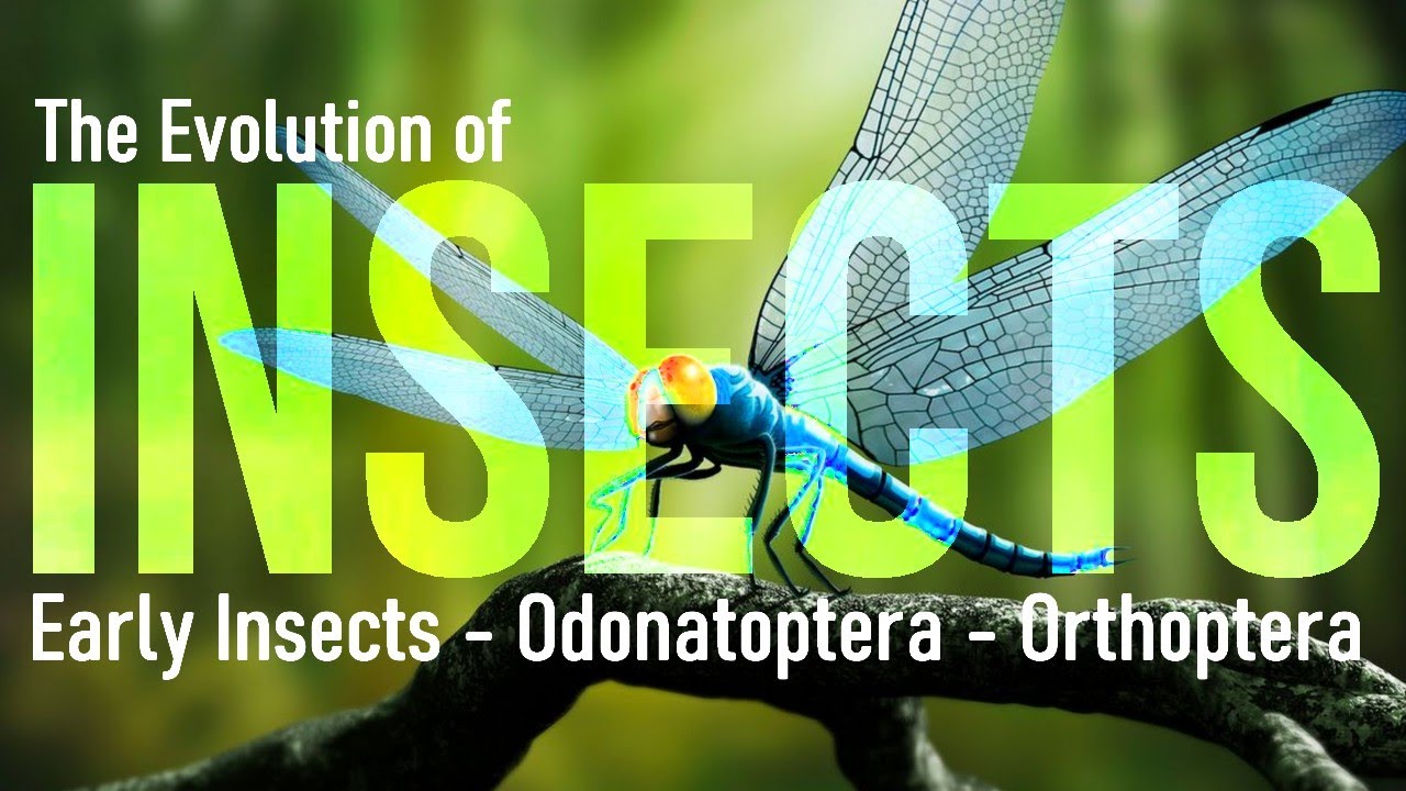 Early Insects, dragonfly and grasshopper - YouTube