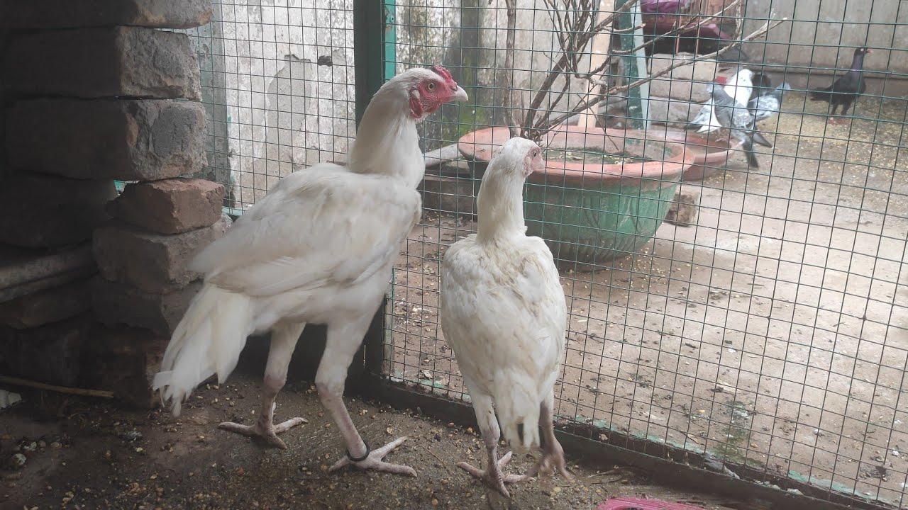 White heera Aseel agaye | New entry | Mani Birds Point - YouTube