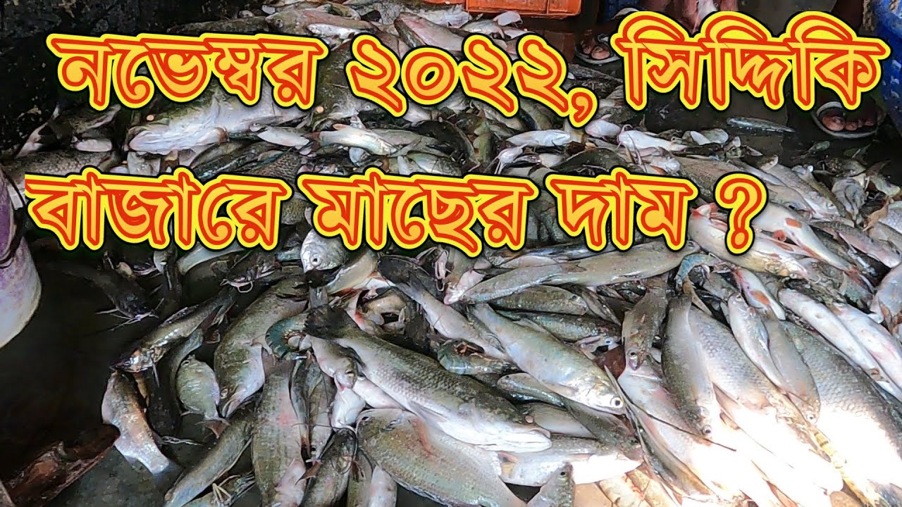 Siddiki fish market || Sundarban fish market || sea fish market ...