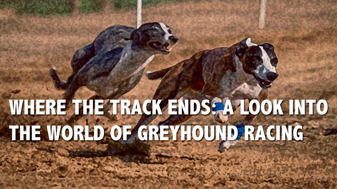 Where the Track Ends: A documentary about greyhound racing - YouTube