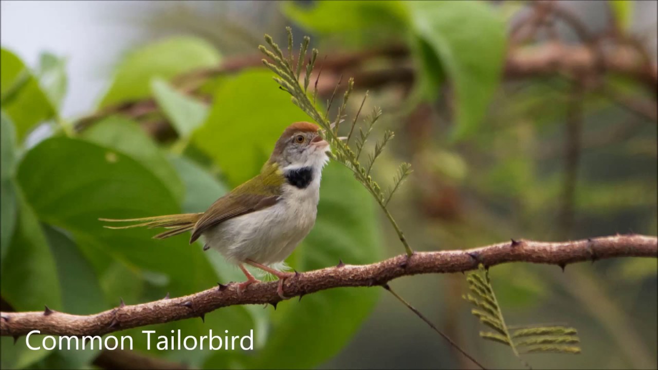 Bird calls - YouTube